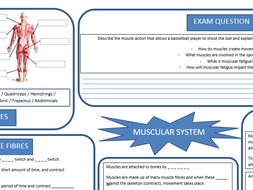 GCSE PE - Muscular system revision sheet | Teaching Resources