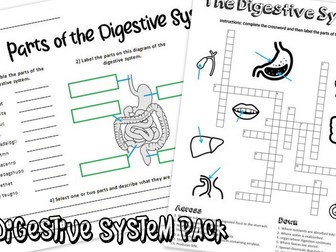Parts of the Digestive System Worksheet | Teaching Resources