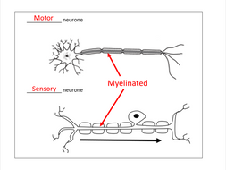 Sensory, relay and motor neurones (Pearson Edexcel A-level Biology ...