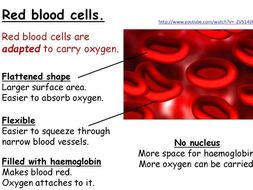 Muscles and Blood Year 7 Lesson PowerPoint (KS3 7Cb) Muscles and Bones ...