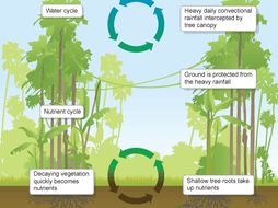 Multi-activity introduction to Tropical Rainforest Ecosystems ...