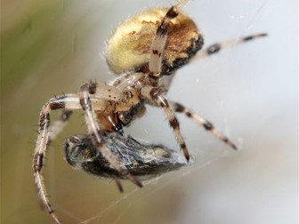 Minibeasts: Spiders Bundle | Teaching Resources