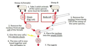 Lesson on Adult cell cloning. | Teaching Resources