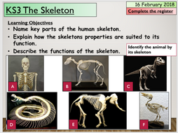 KS3 Skeleton | Teaching Resources