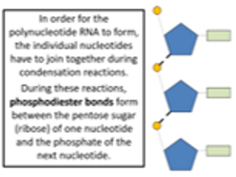 Module 2.3: Nucleotides and nucleic acids (OCR A-level Biology A) by ...