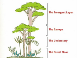 Rainforest characteristics, Layers of the rainforest | Teaching Resources