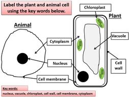 KS3 Biology: Pland and Animal cells | Teaching Resources