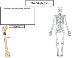 Skeleton | Teaching Resources