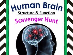 Human Brain Scavenger Hunt -An Activity | Teaching Resources