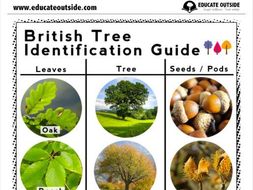 British Tree Identification Guide | Teaching Resources