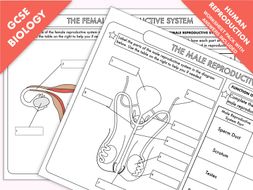GCSE Biology: Human Reproduction Worksheet Pack | Teaching Resources