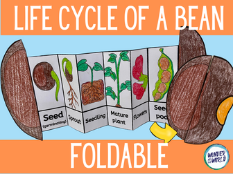 Plant life cycle foldable craft bundle | Teaching Resources