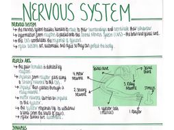 The Nervous System (Homeostasis & Response) Revision Poster [AQA GCSE ...