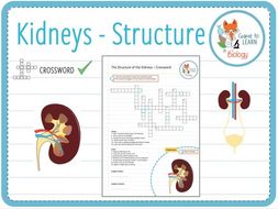 Structure of Kidneys and Urinary System - Crossword (KS3/4) | Teaching ...
