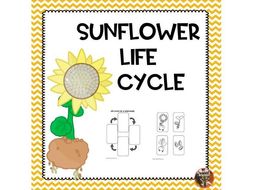 Sunflower Life Cycle | Teaching Resources