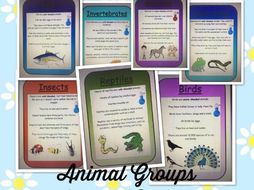 Science - Animal Groups Display Posters! | Teaching Resources