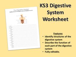 KS3 Science Digestive System Worksheet | Teaching Resources