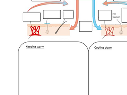 AQA New GCSE temperature regulation homeostasis worksheet | Teaching ...