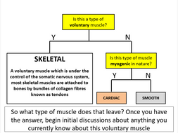 Skeletal muscle (Edexcel Int. A-level Biology) | Teaching Resources