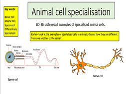 Animal cell specialisation | Teaching Resources