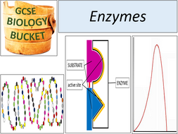 AQA GCSE Biology: Enzymes | Teaching Resources