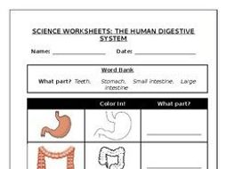 Science worksheets: Parts of the human digestive system | Teaching ...