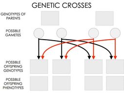 Genetic Crosses Template - EDEXCEL GCSE (9-1) Combined Science Paper 1 ...