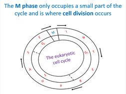 Interphase, mitosis & cytokinesis (CIE A-level Biology) | Teaching ...