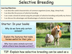 Selective Breeding | Teaching Resources