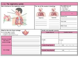 GCSE PE – OCR (9-1) – Respiratory System (Component 01) - Knowledge ...