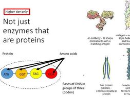 AQA Biology GCSE Protein Synthesis and mutations (two lessons ...