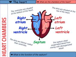 7.4 The Structure of the Heart NEW Year 12 Biology specification ...
