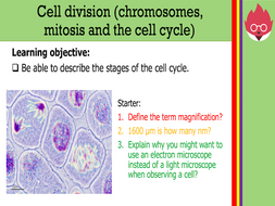 AQA GCSE Biology- Mitosis and the cell cycle | Teaching Resources