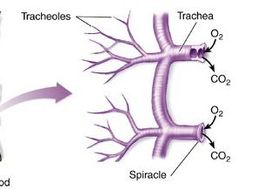 Insect Gas Exchange | Teaching Resources