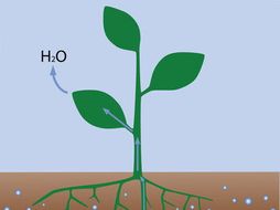 A Level Biology - Osmosis in Plants | Teaching Resources