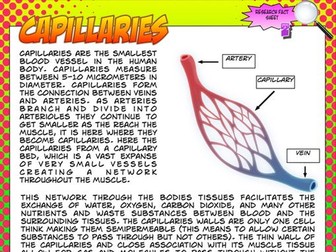 NEW Edexcel GCSE PE Unit 1 – Topic 1.2 – Cardiovascular System Lesson 2 ...