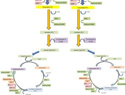 Respiration A level (AQA 2015 spec) | Teaching Resources