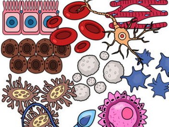 Human Body Organs Clip Art Bundle | Teaching Resources